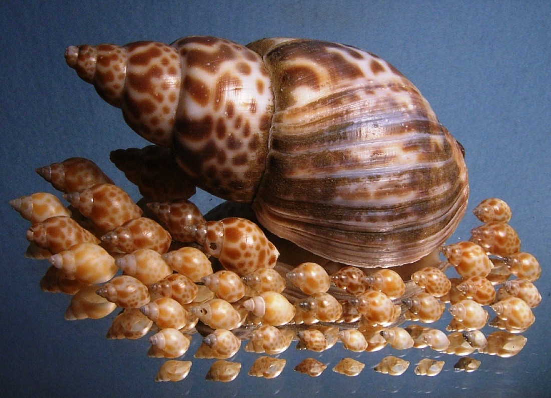 バイ（バイガイ） | 由比ヶ浜貝殻図鑑